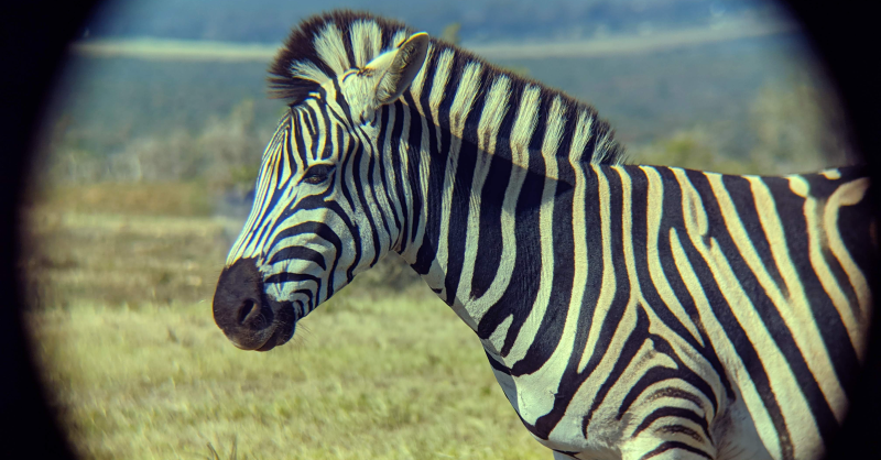 Zebra - Portfolio Site